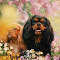 Pure Breeds | NOWNESS