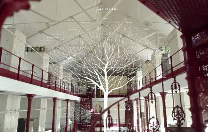 The Plant Family Tree | NOWNESS