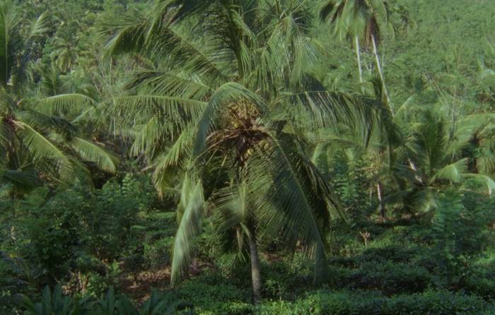 Colombo No. 7 | NOWNESS