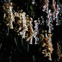 Marcel Duchamp - Videos & Short Films About Marcel Duchamp