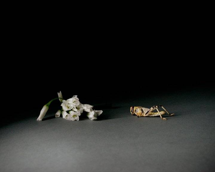 Nordic Food Lab x Pestival | NOWNESS