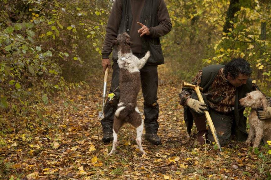 Foraging for Truffles | NOWNESS