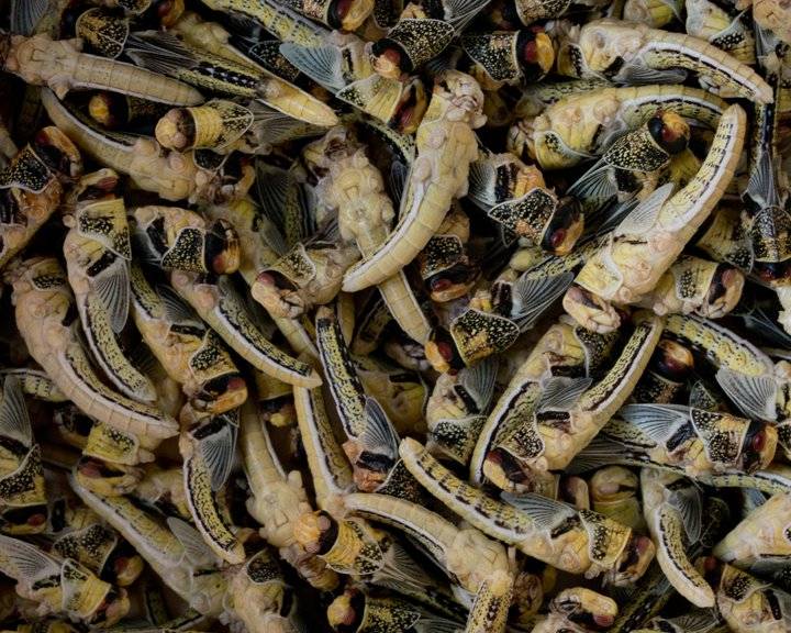 Nordic Food Lab x Pestival | NOWNESS