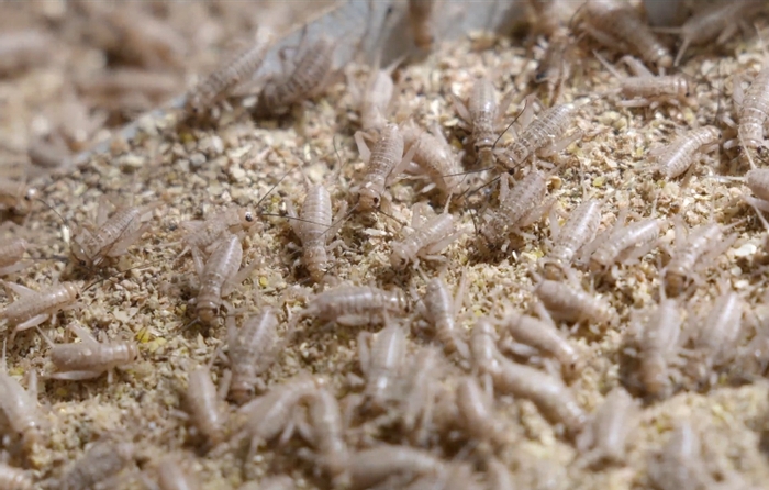 A documentary about four women working on an insect farm in Florida ...